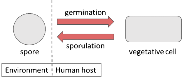 Why is C. difficile infection so challenging to control? | PDI Healthcare