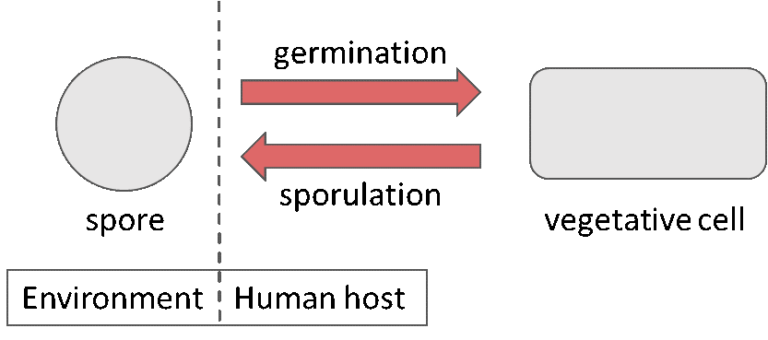 Why is C. difficile infection so challenging to control? | PDI Healthcare